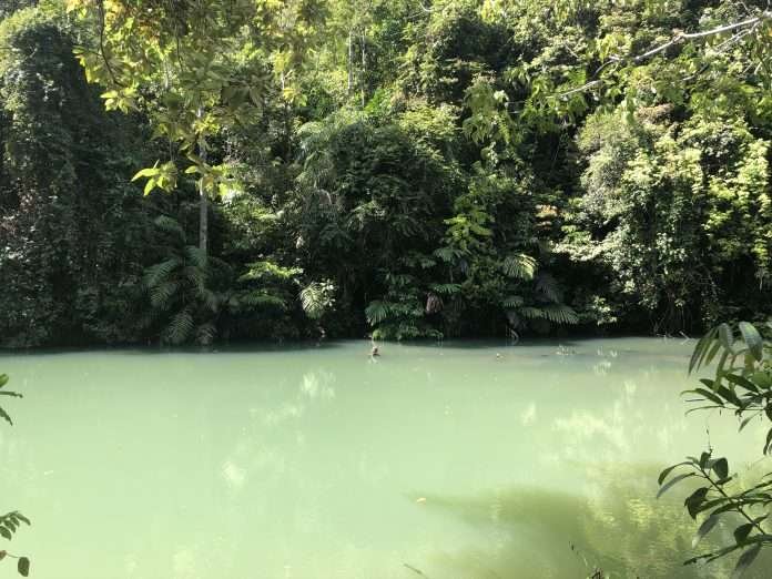 How many different types of jungle are there in the world? - Leslie ...