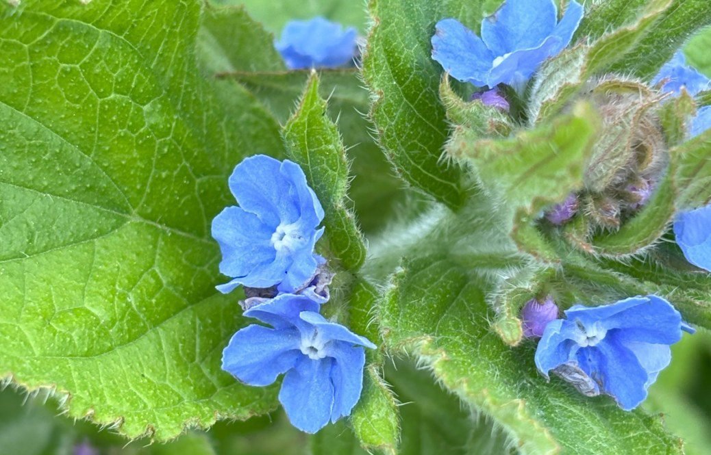 Green Alkanet: A Persistent Garden Escapee with Historical Roots ...